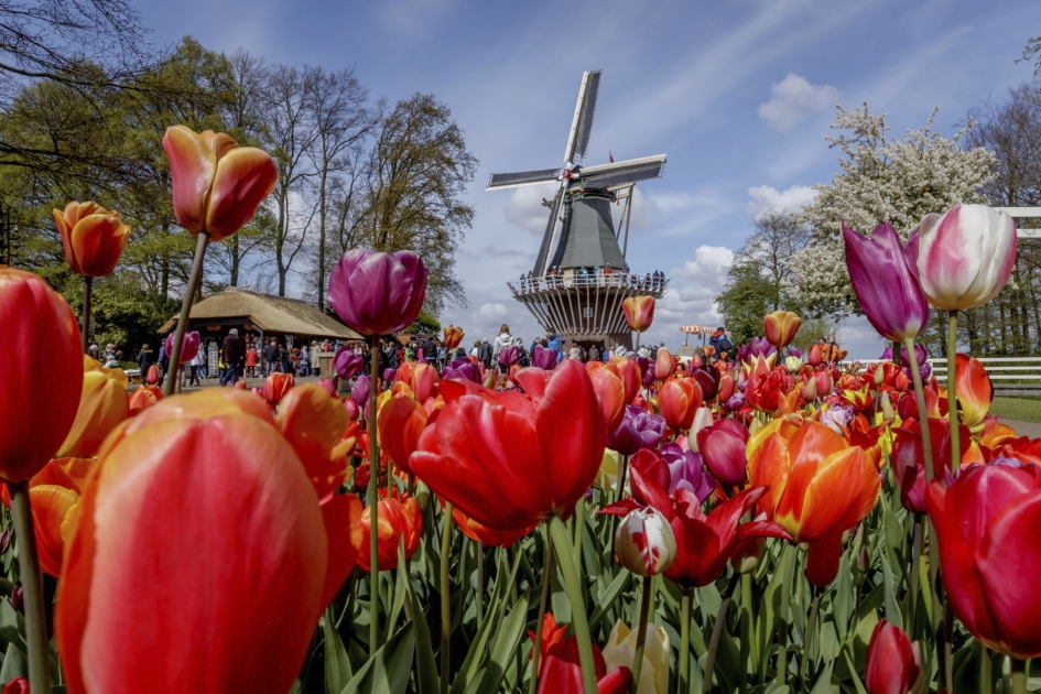 MS Dutch Melody: Kreuzfahrt ins Blütenmeer